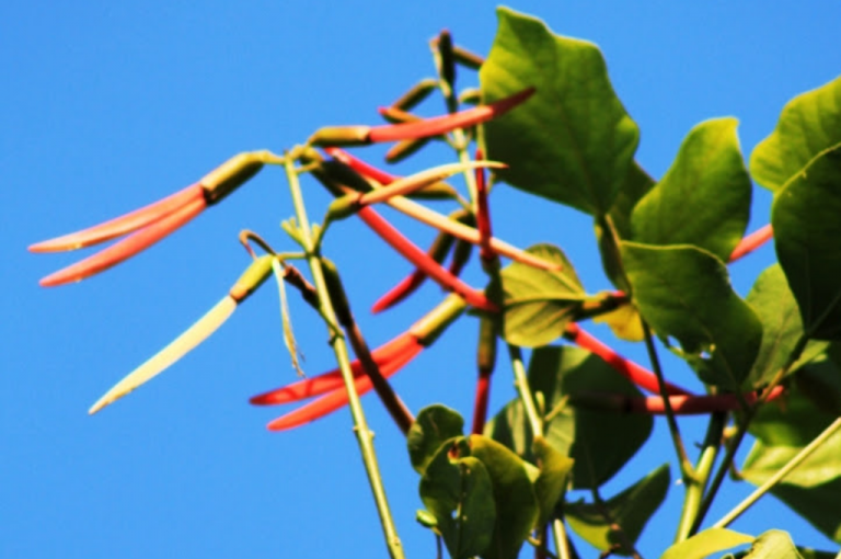 Conoce el árbol de Pito y sus usos gastronómicos y medicinales
