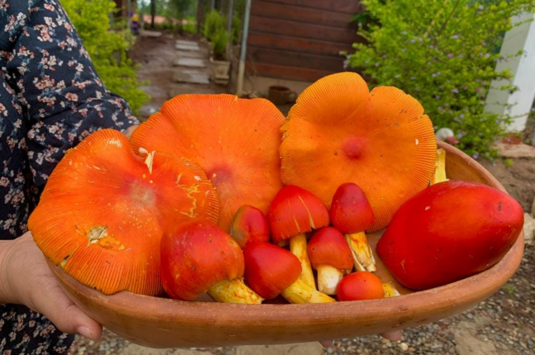 Descubre los sabores de la comida típica de Intibucá