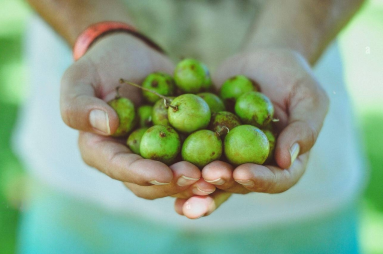 El mamón: una fruta exótica y endémica del centro y sur de América